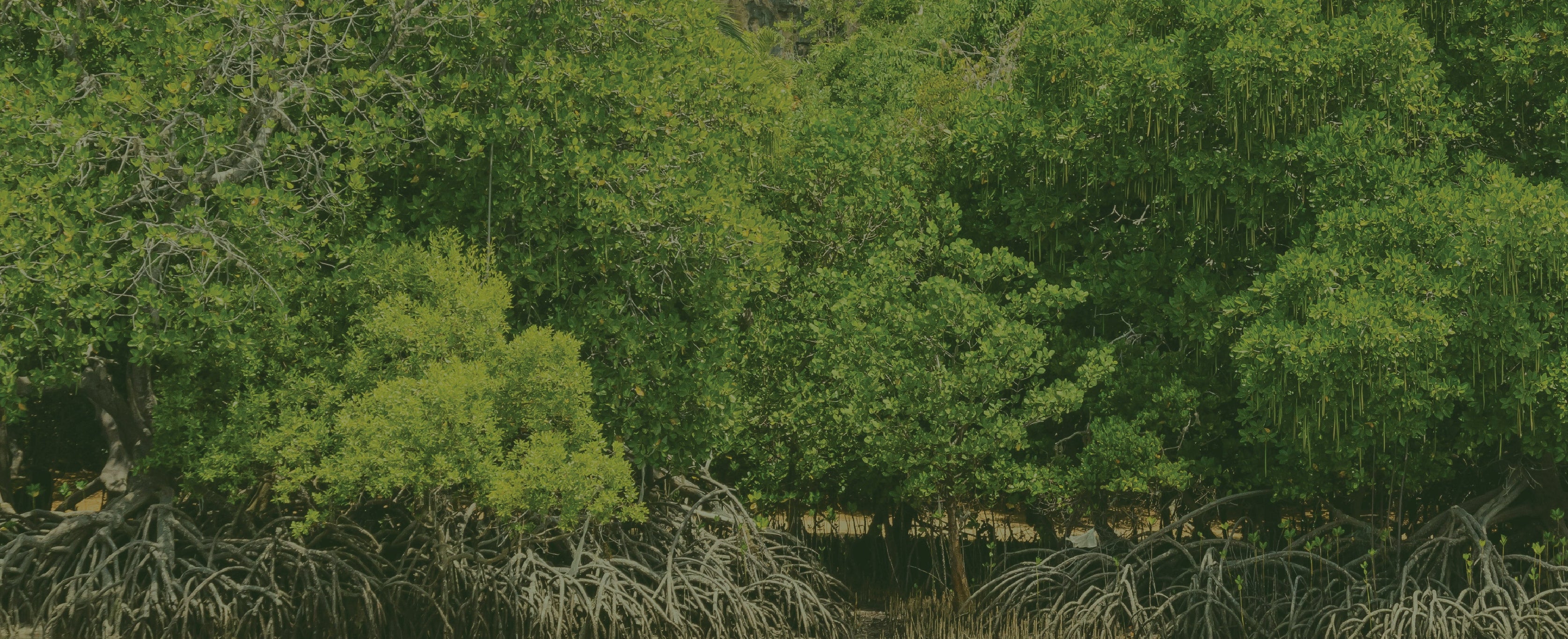 About Us | FreshCut Paper – Eco-Friendly Pop-Up Cards & Paper Bouquets